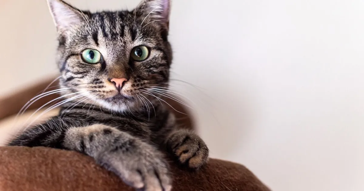 10 Home Amenities You Can Install So Your Cat Lives Happier and More ...