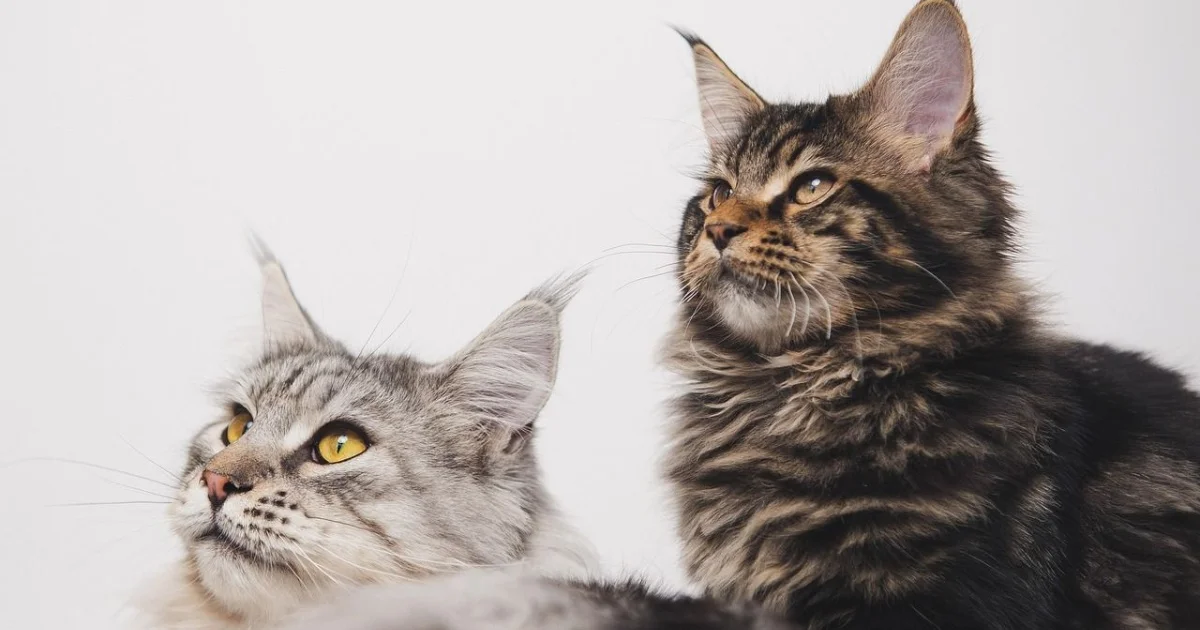 10 Ways Cats Showcase Their Natural Beauty and Presence
