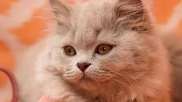 10 Ways Cats Showcase Their Natural Beauty and Presence