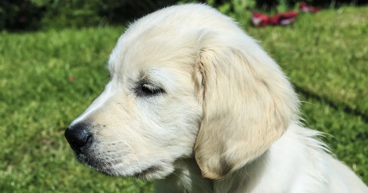 10 Cute Things Dogs Do When Theyre Actually Mad