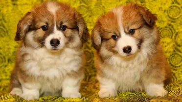 10 Cute Things Dogs Do When Theyre Actually Mad