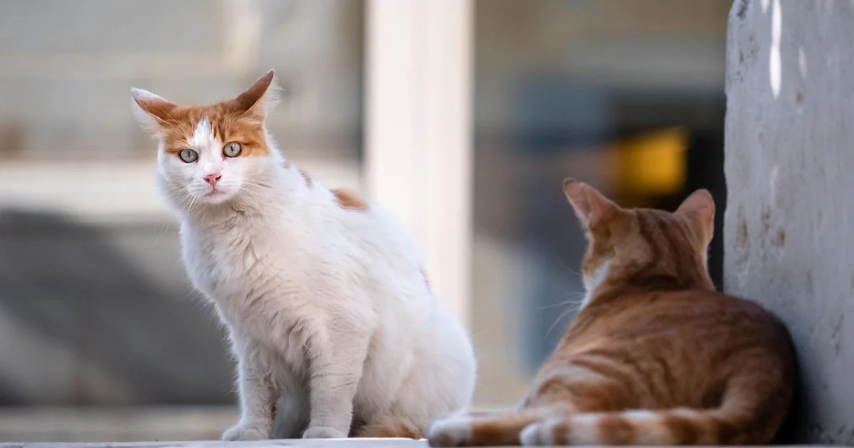10 Things Cats Do That Make Them Truly Unique at Home