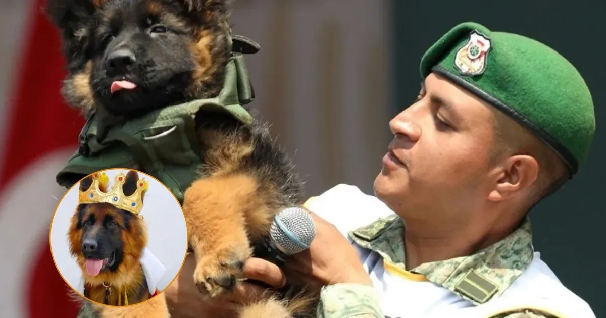 Arkadás, el perrito rescatista del Ejército Mexicano cumple 3 añitos ...