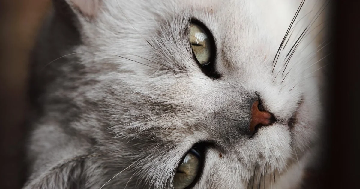 Why Does My Cat Look at Me Like That? 10 Possible Reasons, According to ...