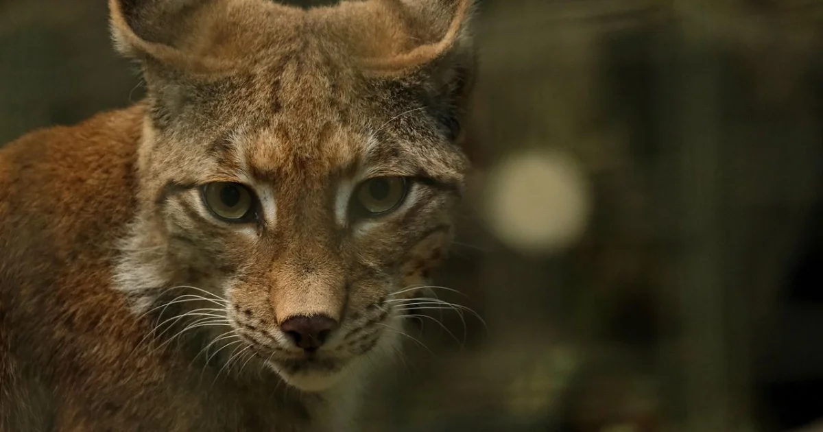 10 Things Cats Do When They Feel Threatened by a Family Member