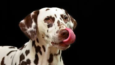 The 9 most common emergencies that land a dog in the vet