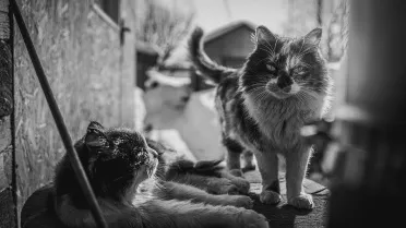 10 Adorable Ways Your Cat Shows Anger Without You Realizing It