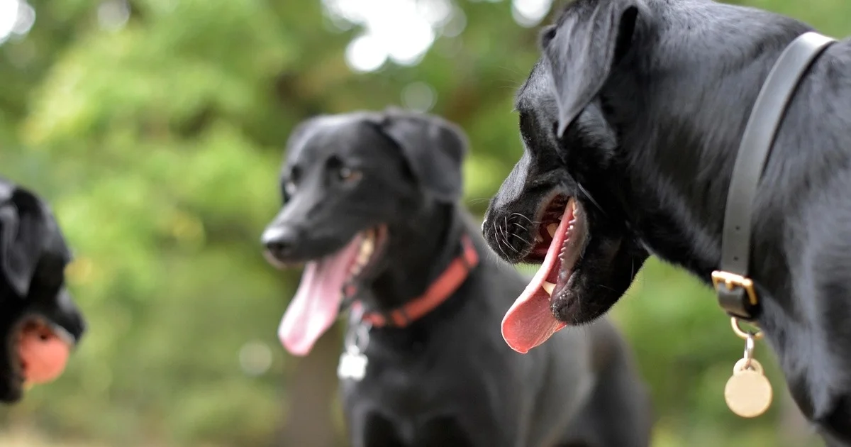 It's not the breed: the breeding mistakes that generate the most aggression