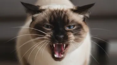 Your Cat May Secretly Resent You. These 11 Telltale Signs Prove It.