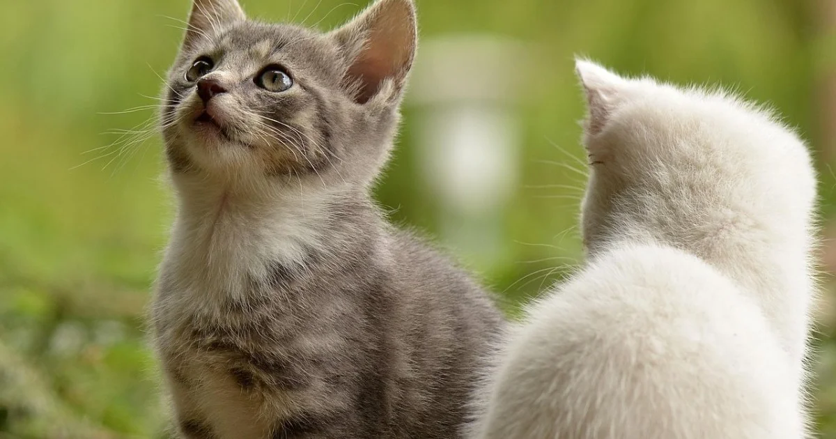 Things Cats Learn on Their Own When Theyre Young and That Will Surprise You