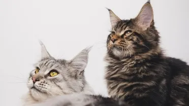 10 Meaningful Cat Names That Carry a Powerful Legacy
