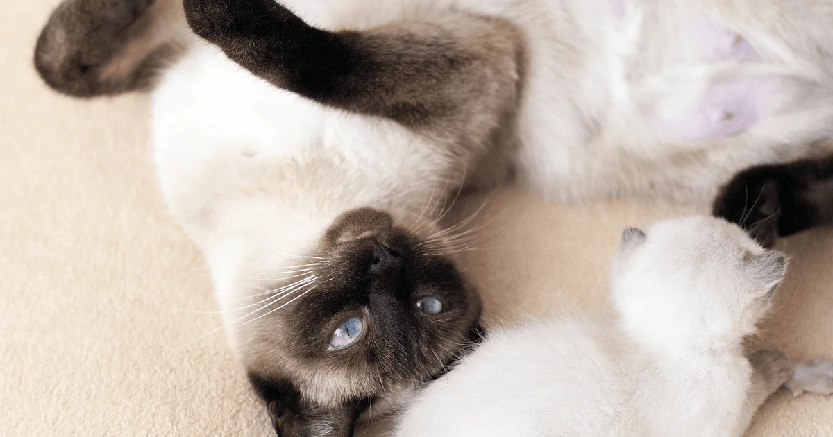 Four cat behaviors that many see as signs of protection
