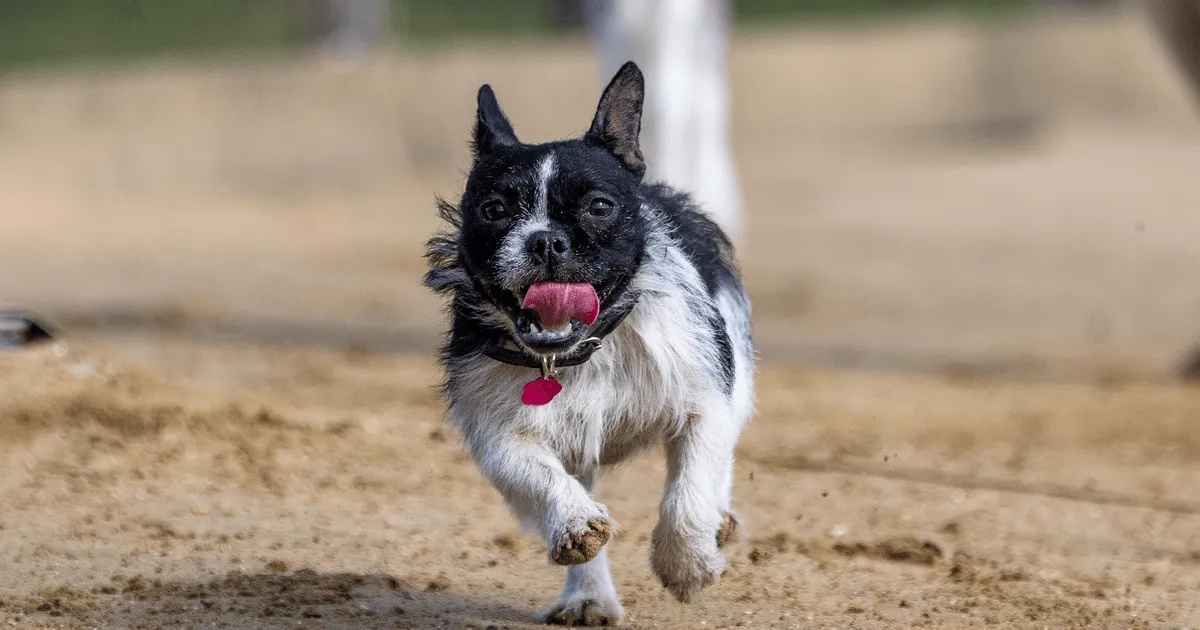 7 awkward facts about dogs you should know