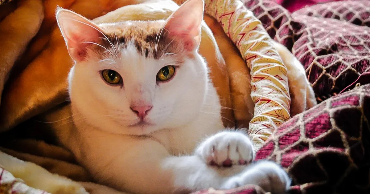 Your cat doesn't forget easily: 8 signs of silent resentment