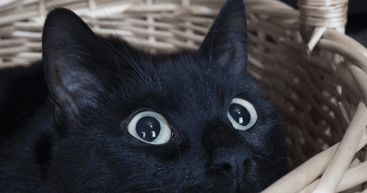 How to tell if your cat is stressed, uncomfortable, or avoiding you