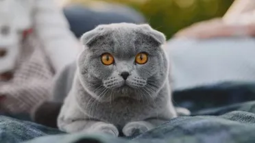 8 surprising facts about Scottish Fold cats