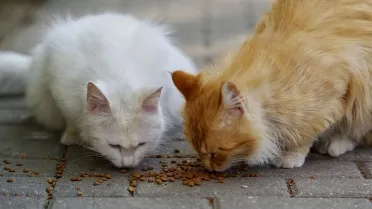 9 Things That Go Through Your Cats Mind When You Scold Them, According ...