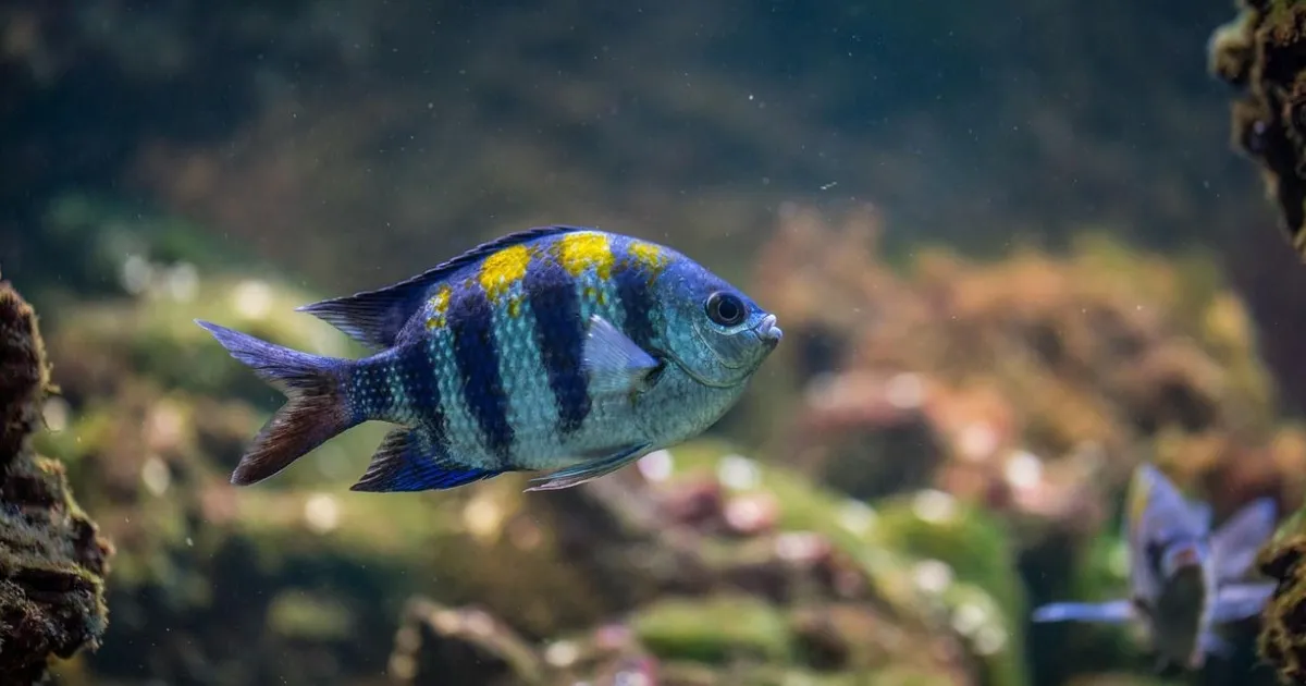 10 Things You Should Teach a Child Before Giving Them a Pet Fish