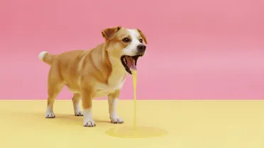 Why is my dog throwing up yellow bile? Causes you should not ignore