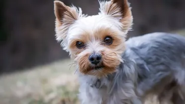 The 15 most popular dog names of 2026 and the beautiful meanings behind ...