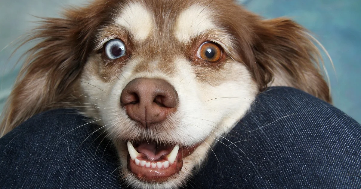 7 behavior problems dog owners face and how to correct them