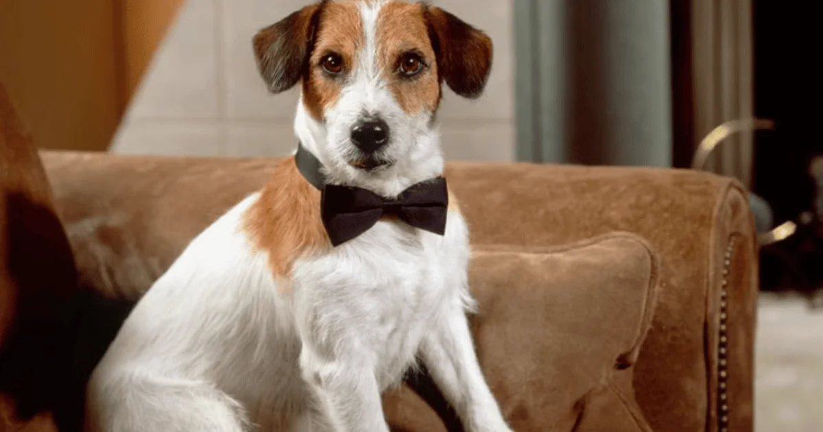 From Lassie to modern icons: The 8 most legendary TV dogs of all time