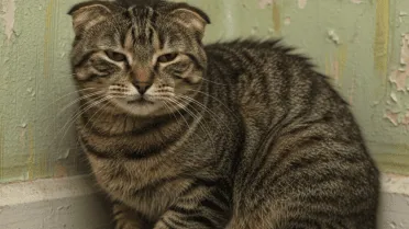 Why Is My Cat Suddenly Aggressive? 10 Vet-Approved Reasons Behind the ...