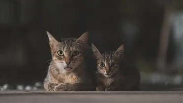 10 Cat Resting Positions That Actually Mean Something, According to Experts