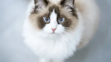 Fairy tale vibes: 12 pet breeds that look almost unreal