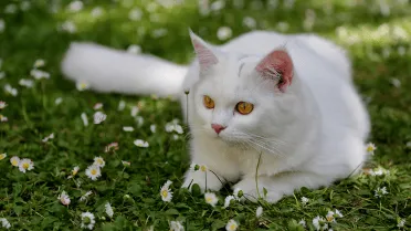 Fairy tale vibes: 12 pet breeds that look almost unreal