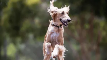 Fairy tale vibes: 12 pet breeds that look almost unreal