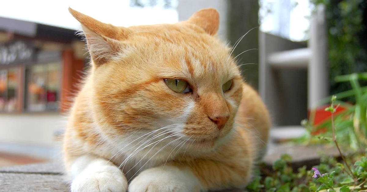 What your cat would look like if it were human, according to its ...