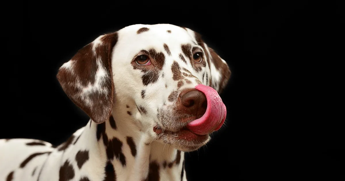 What your dog would look like if it were human, according to its ...