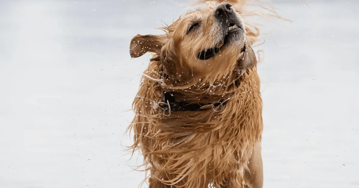 6 things your dog only does with their favorite human
