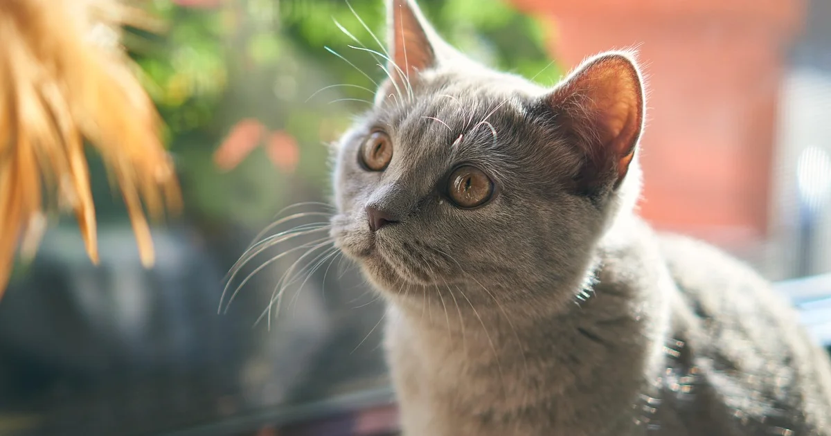 12 subtle gestures cats use to show affection to their owners