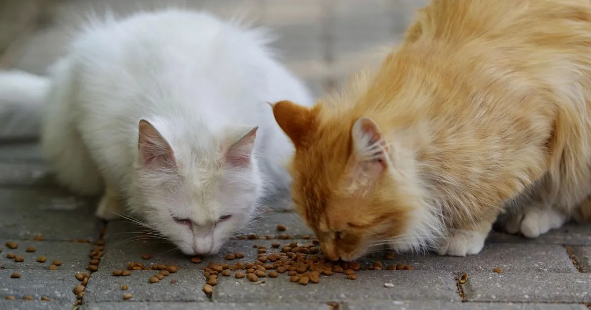 How High Can Your Cats IQ Really Be? What Experts Say About Feline ...