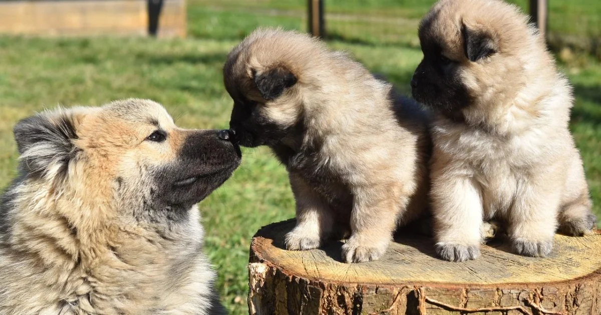 10 Ways Dogs Express Emotions and Feelings to Each Other