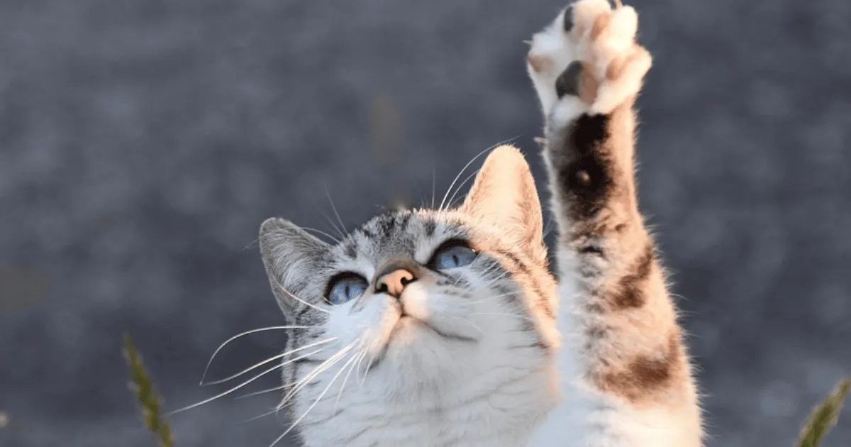 10 things cats hate (you'll never believe number 9)