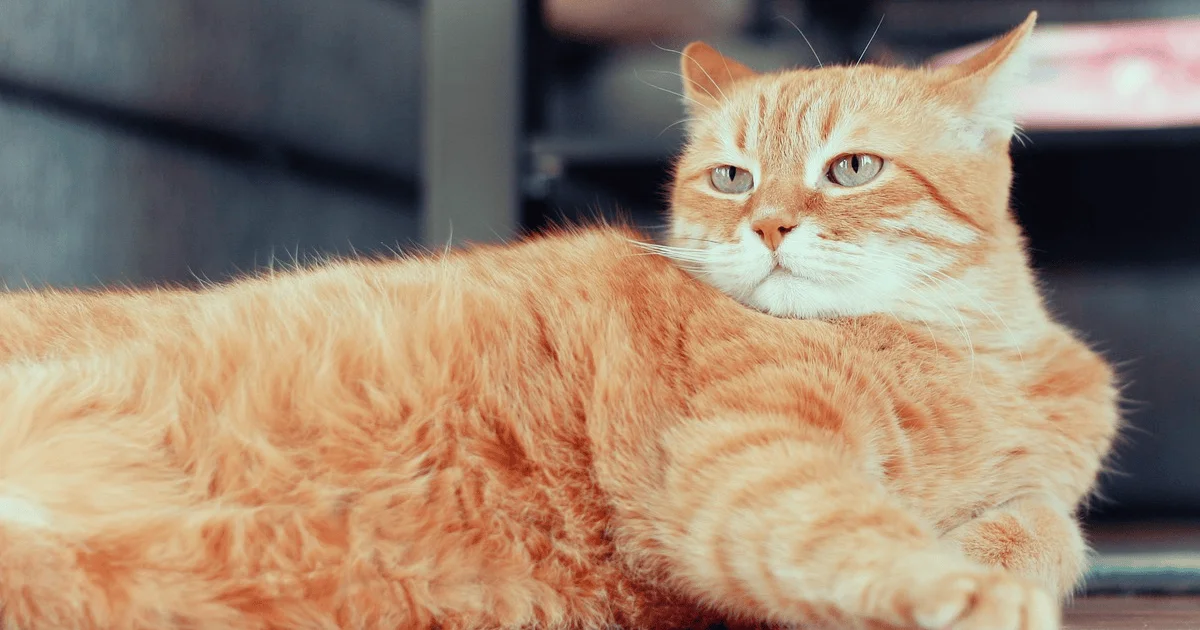 Experts explain 5 signs that your cat is protecting you more than you think