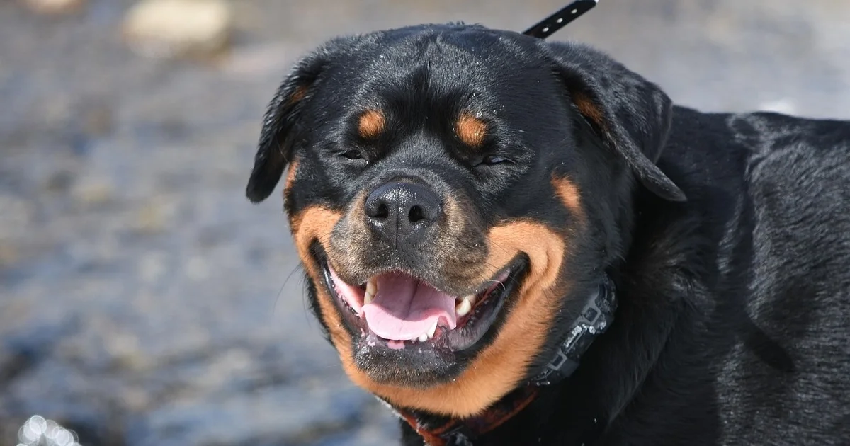 20 dog breeds that could be a challenge for older adults (not recommended)