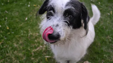 10 reasons why your dog is coughing and when you should go to the vet