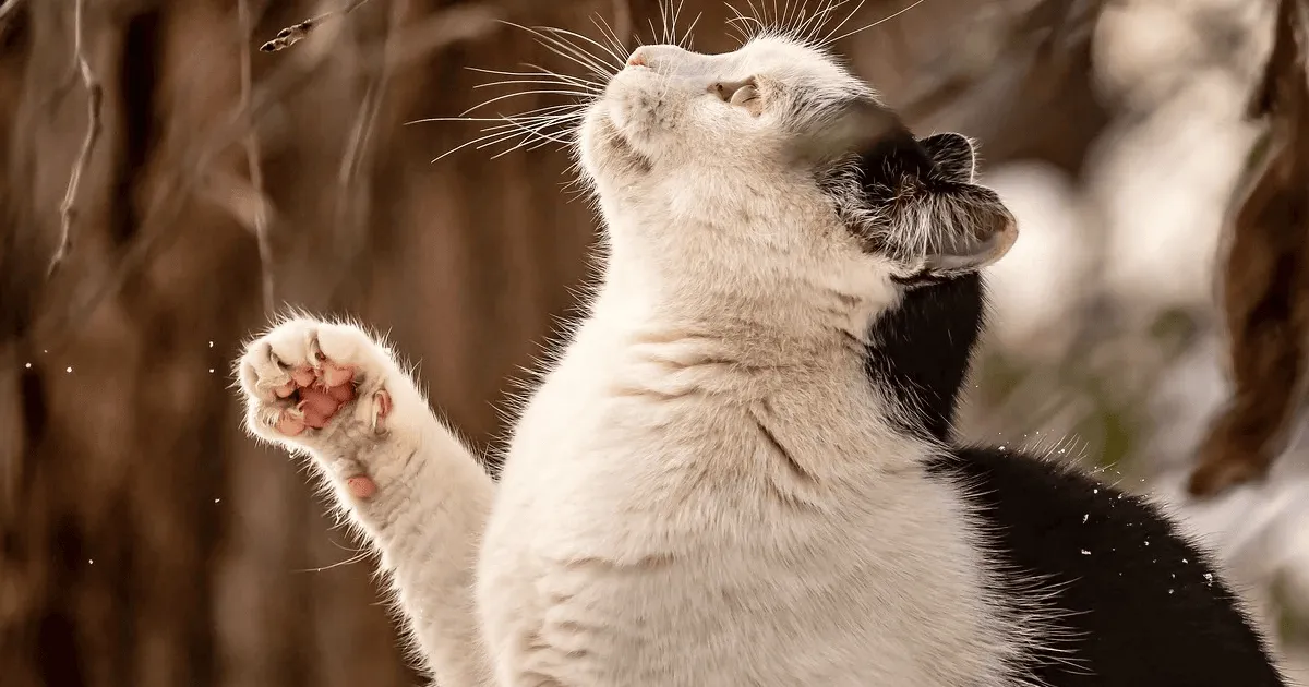The 9 secret rules cats have for ignoring their humans