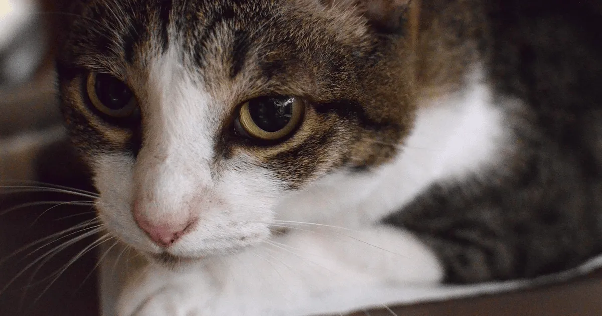 10 actions that will make your cat trust you more over time