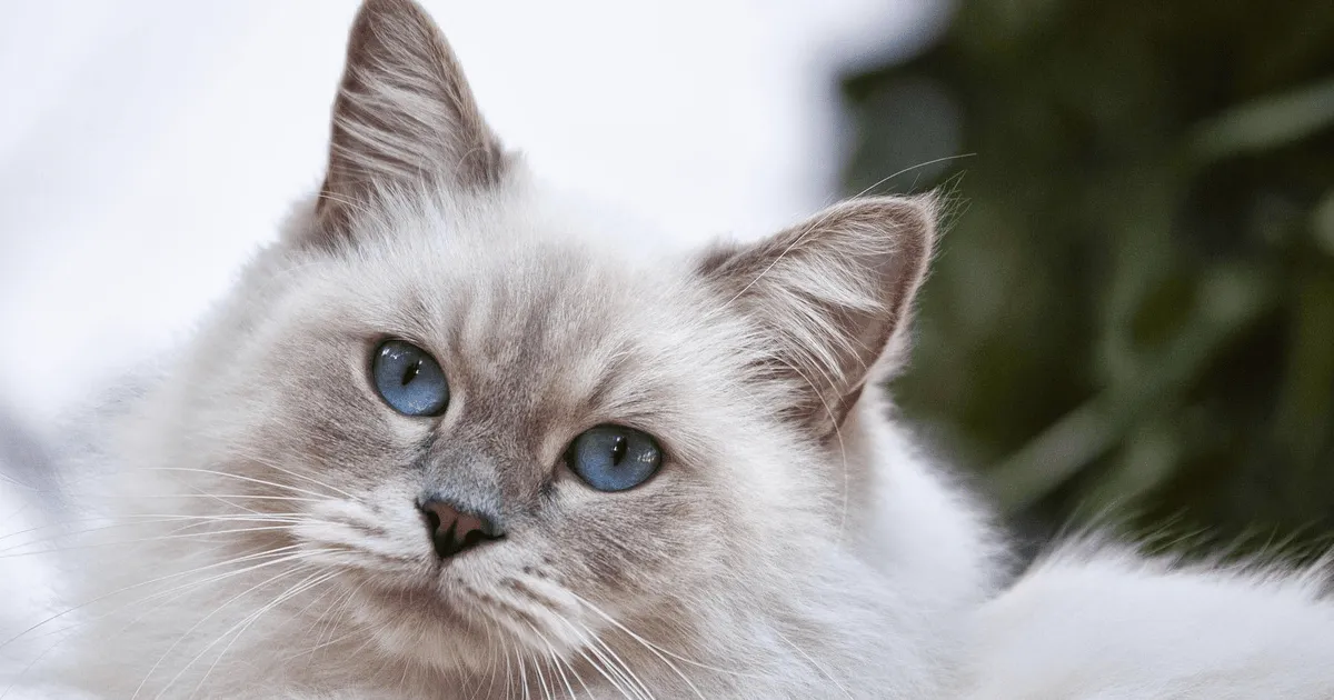 Why many cultures believe that cats protect the home