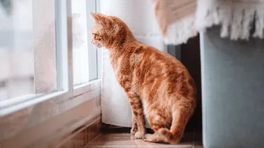15 fascinating facts about cats that no one ever told you