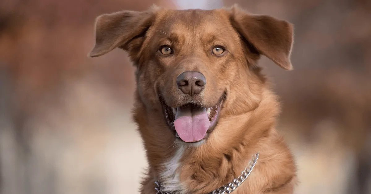Why some dogs isolate themselves and when you should pay attention
