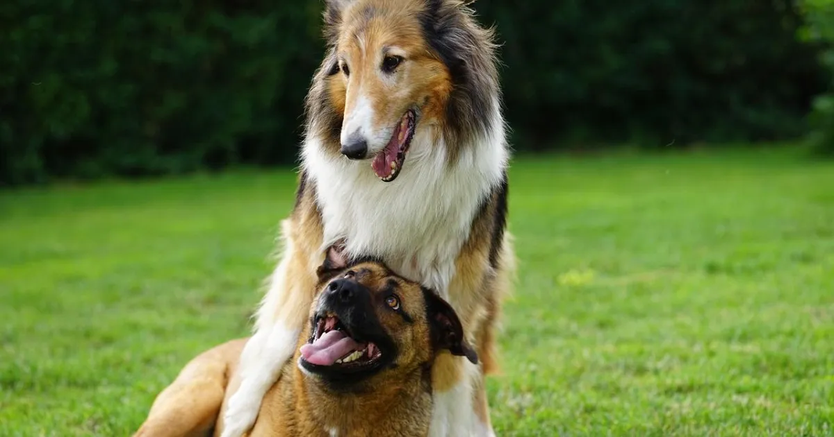 Its Not Just Goodbye: The Scientific Reason Why Your Dog Looks for You ...