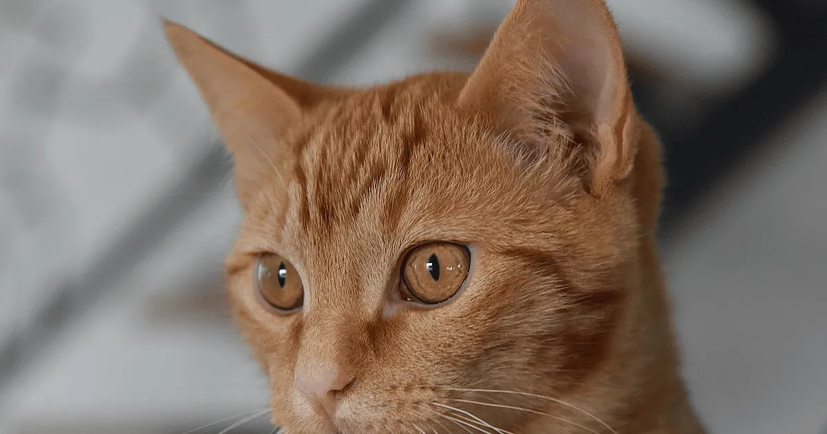 5 deadly diseases you can prevent by neutering your cat