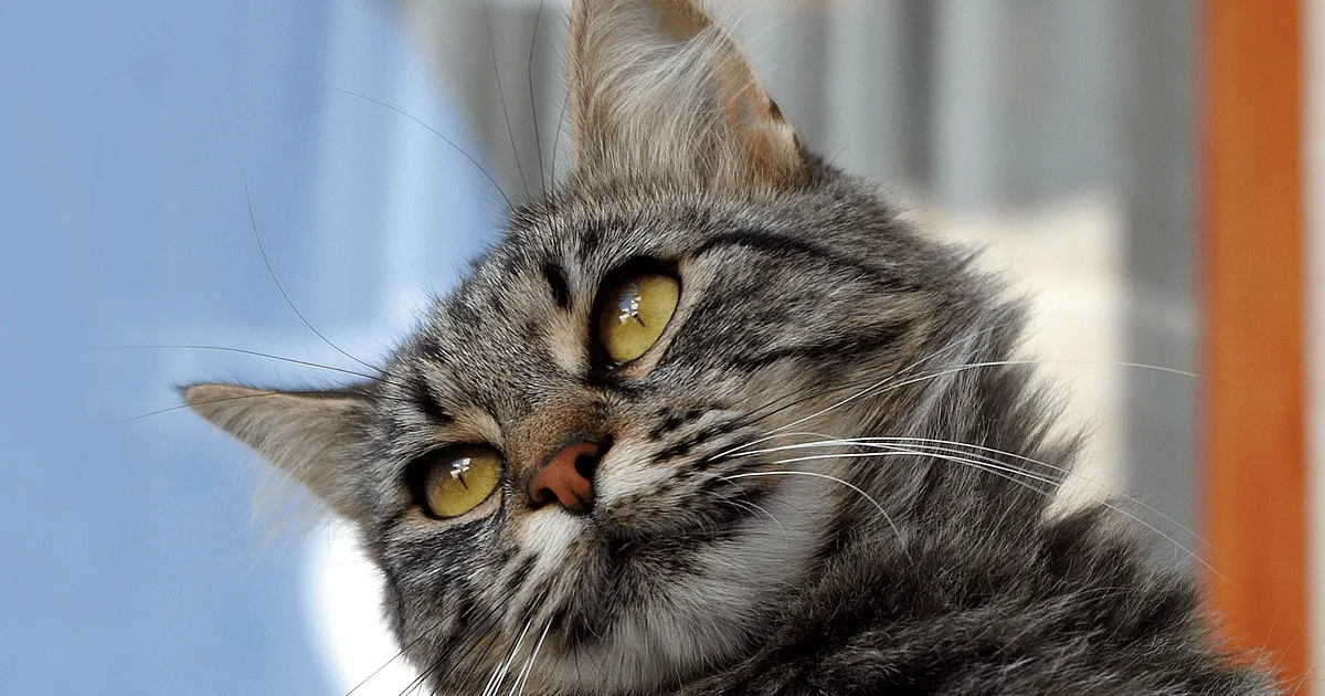 Do cats fear water or just hate it? Here's what the experts say