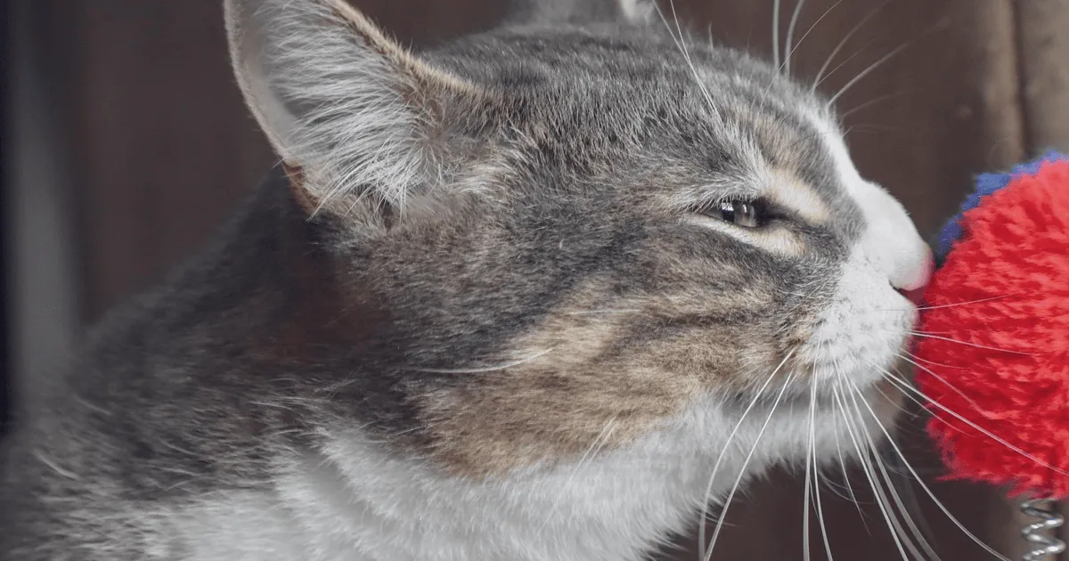 It's not disgust: this means your cat makes a face when smelling something